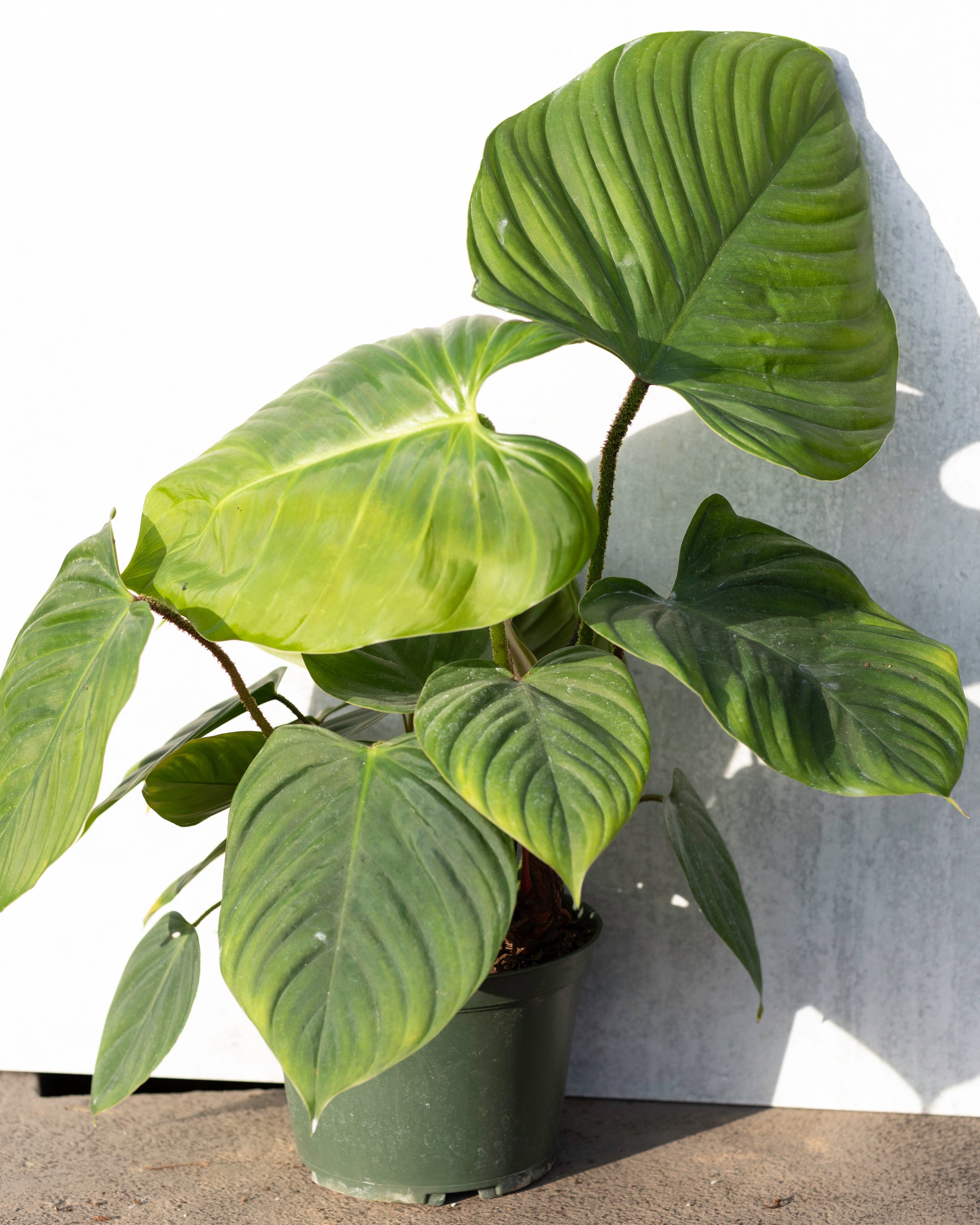 Philodendron Fuzzy Peitole 6in | Seed Atlanta