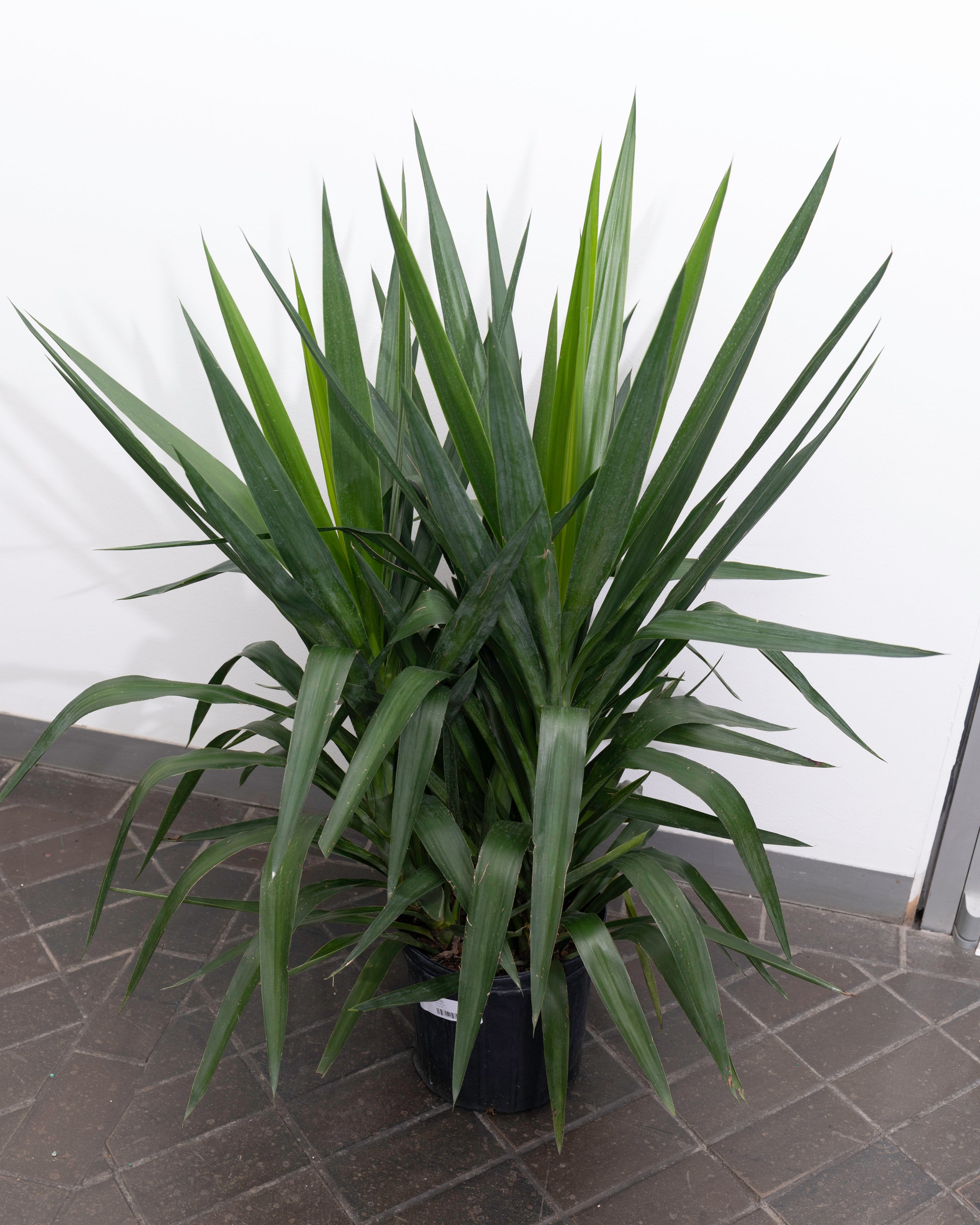 Yucca Tip | Seed Atlanta