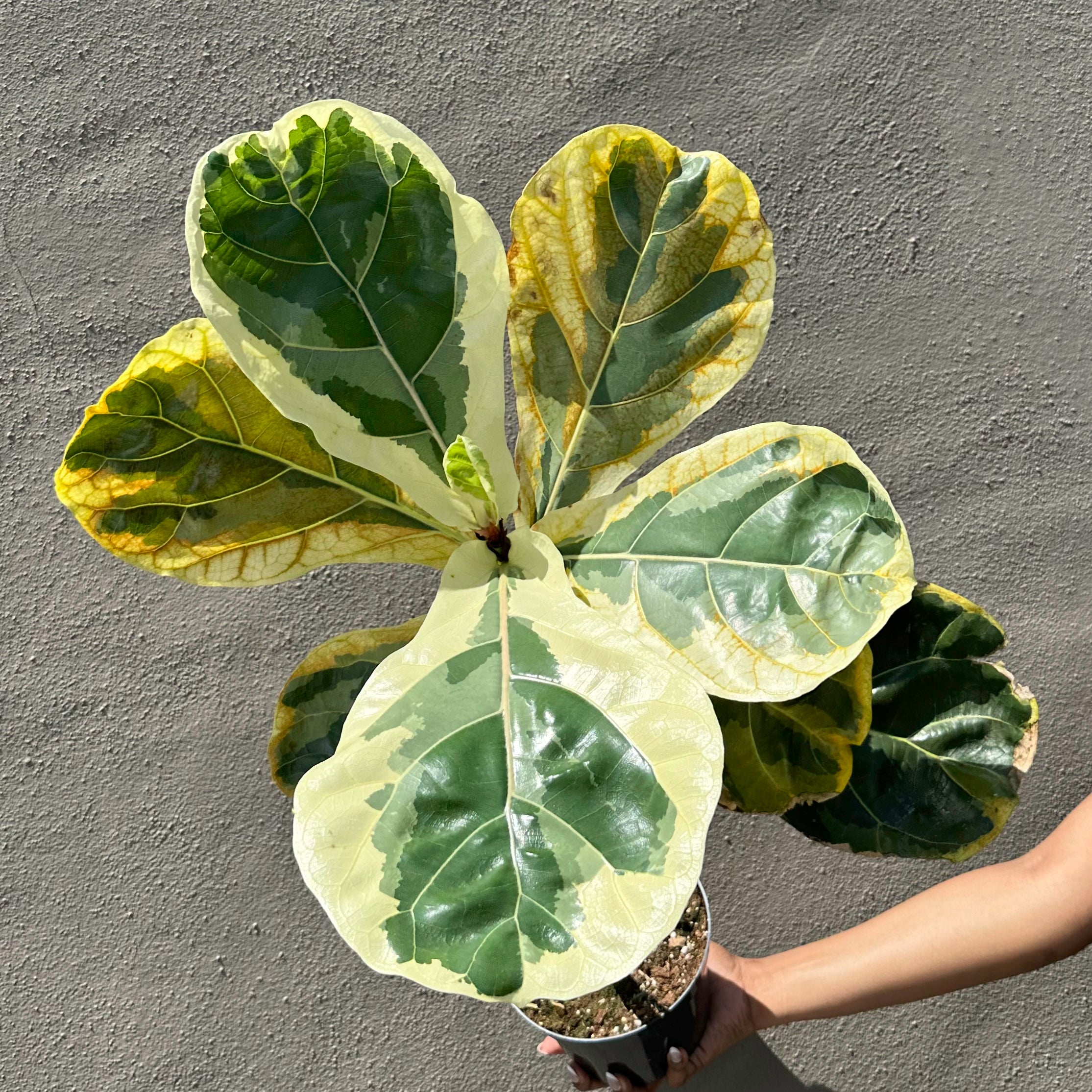Variegated Fiddle Leaf Fig | Seed Atlanta