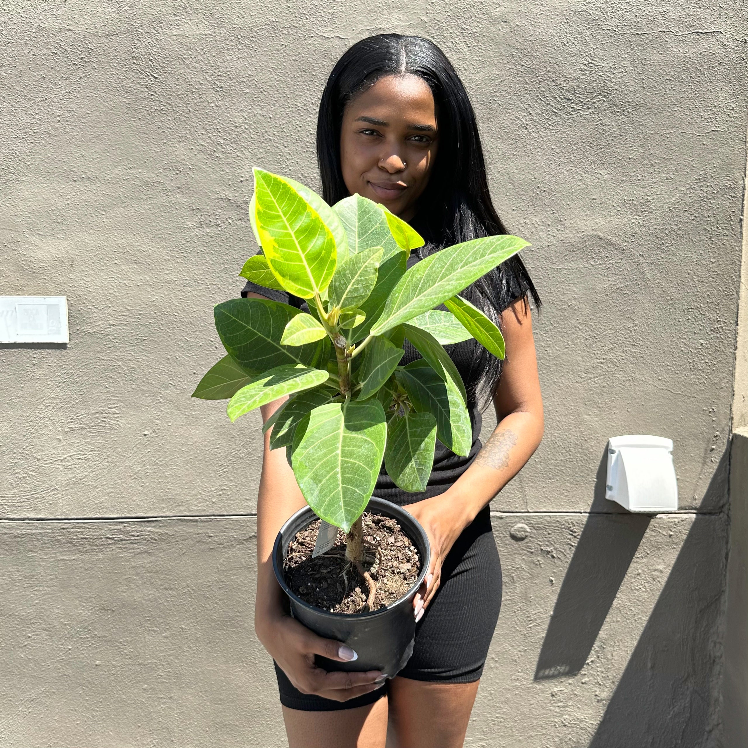 Ficus Altissima Golden Gem Standard | Seed Atlanta